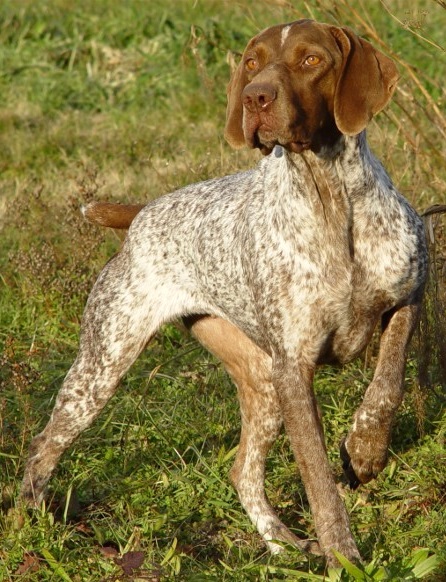 Braque Francais (Gascogne) - Dog Breed Information, Photo, Care ...