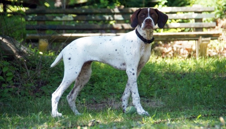 🐶 Braco Francés Tipo Pirineos - Información De Raza De Perro, Foto ...