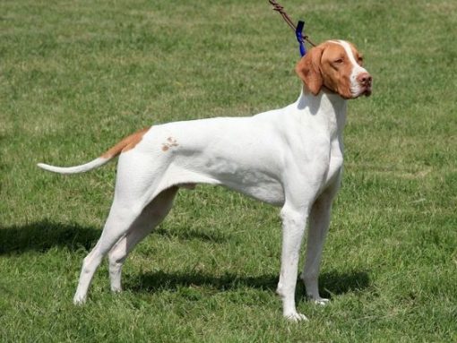 Braque Saint-Germain - Dog Breed Information, Photo, Care, History ...