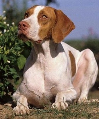 🐶 Braque Saint-Germain - Dog Breed Information, Photo, Care, History ...