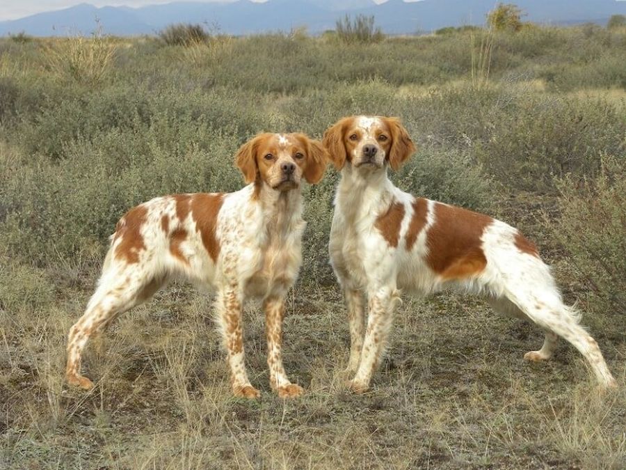 Brittany - Dog Breed Information, Photo, Care, History - Fello.pet