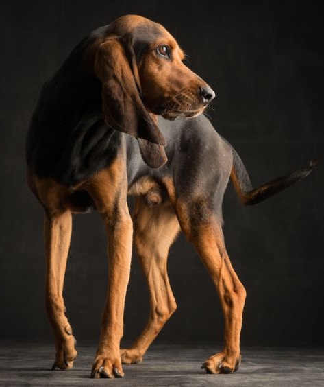 Bruno Jura Hound - Dog Breed Information, Photo, Care, History - Fello.pet