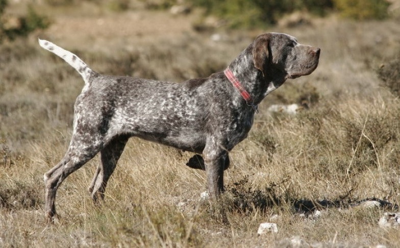 Burgos Pointer - Dog Breed Information, Photo, Care, History - Fello.pet