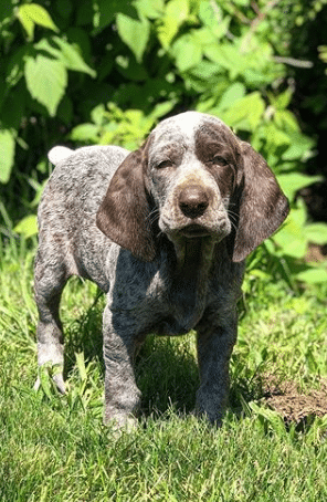 Burgos Pointer - Dog Breed Information, Photo, Care, History - Fello.pet