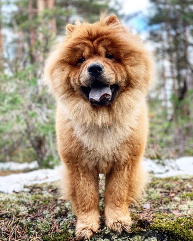 🐶 Chow Chow - Dog Breed Information, Photo, Care, History - Fello.pet