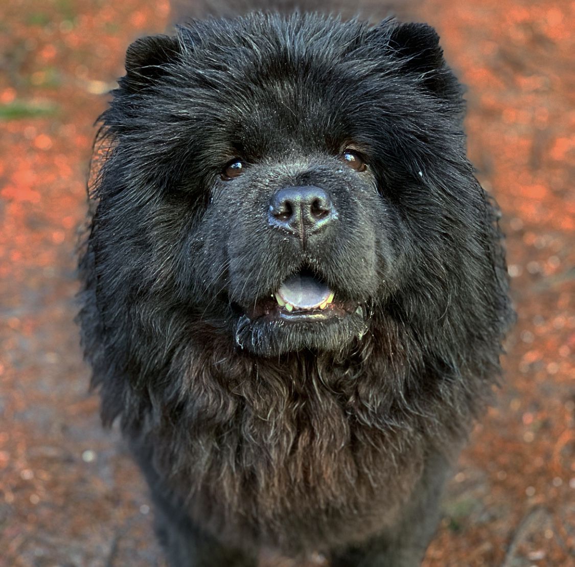 🐶 Chow Chow - Dog Breed Information, Photo, Care, History - Fello.pet