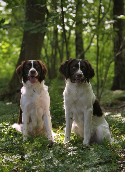 Drentse Patrijshond - Dog Breed Information, Photo, Care, History ...