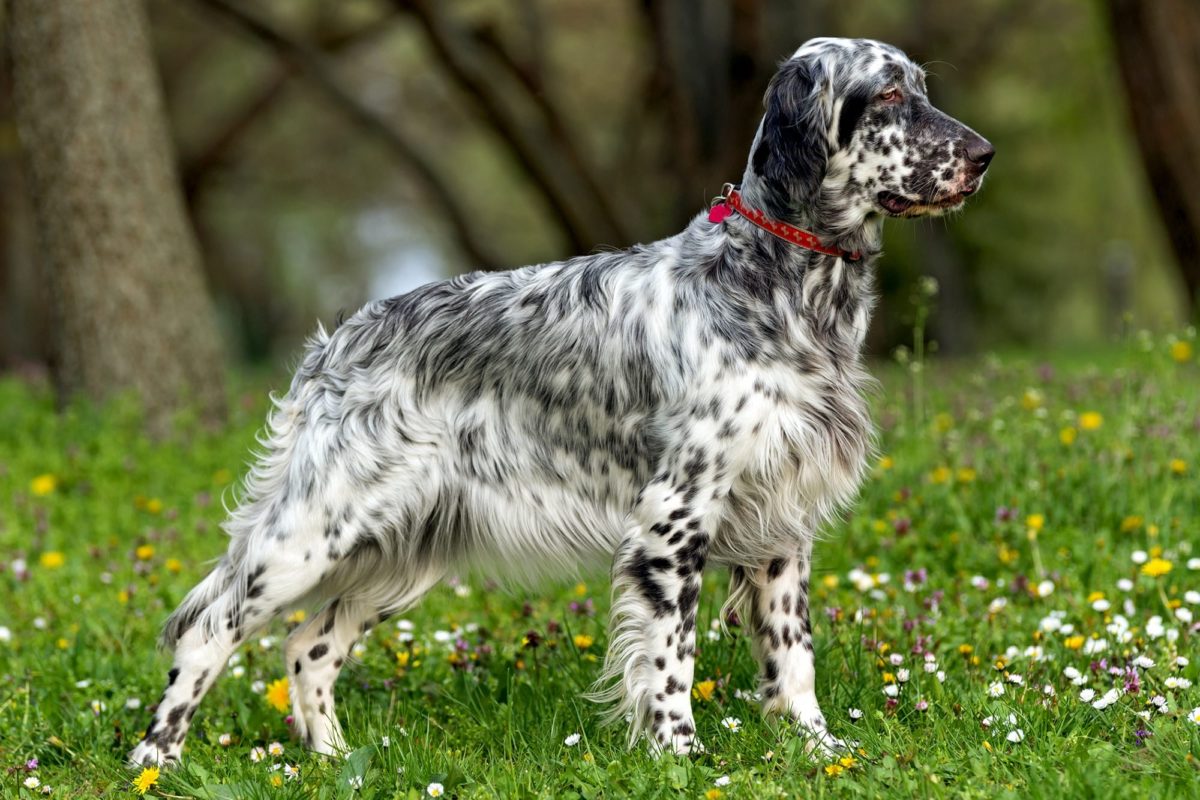 English Setter - Dog Breed Information, Photo, Care, History - Fello.pet