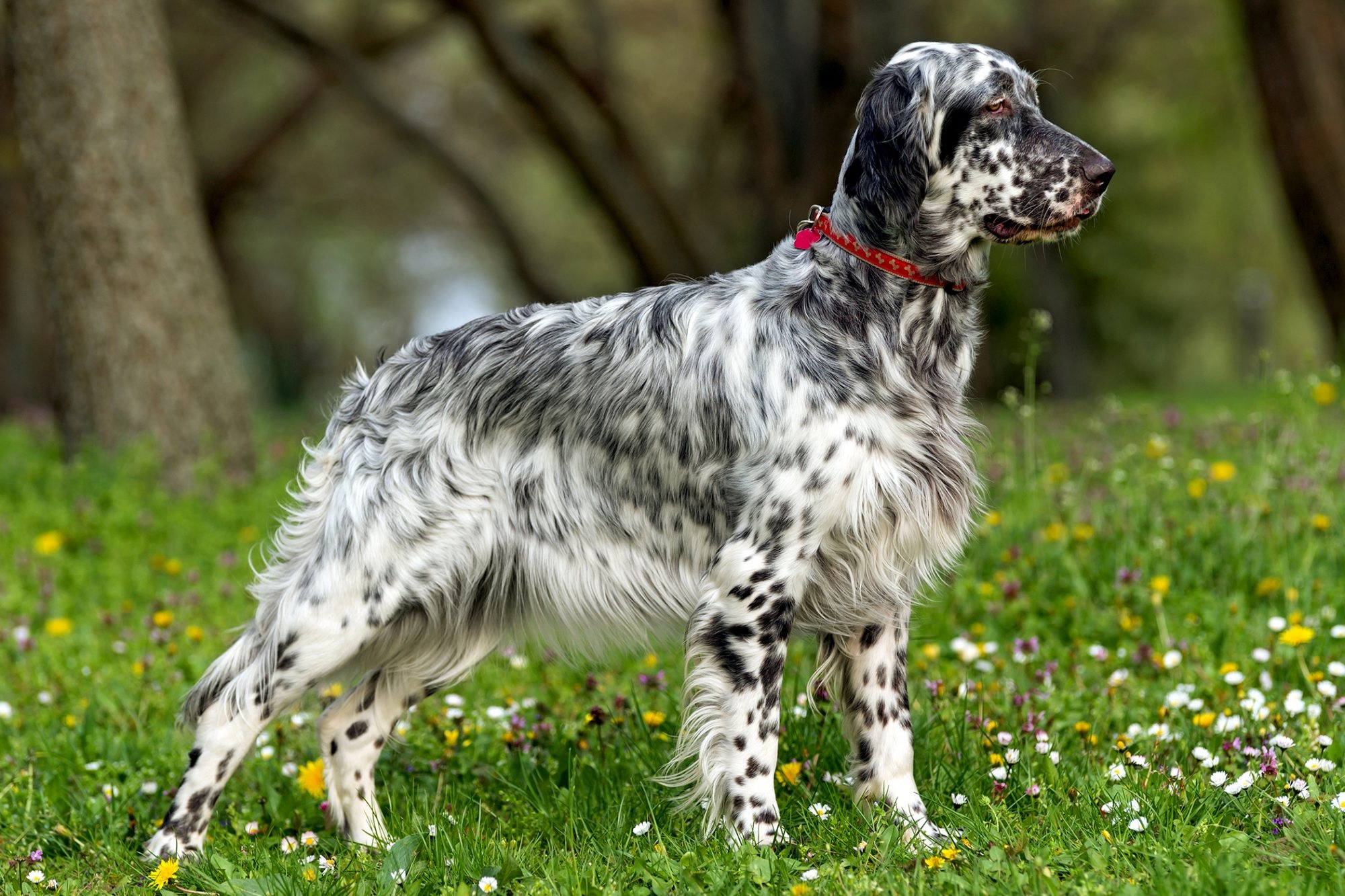 English Setter - Dog Breed Information, Photo, Care, History - Fello.pet
