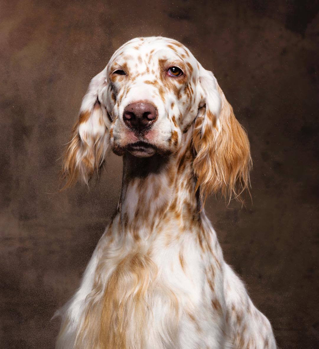 English Setter - Dog Breed Information, Photo, Care, History - Fello.pet