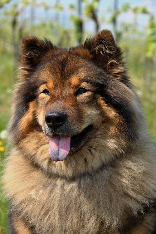 Eurasier - Dog Breed Information, Photo, Care, History - Fello.pet