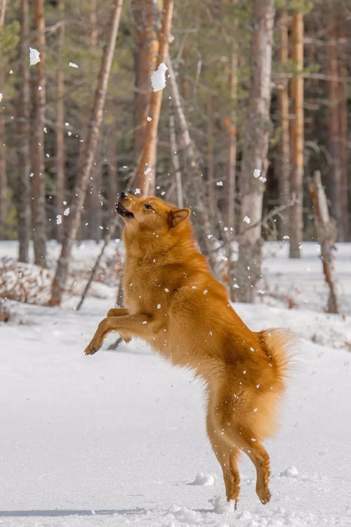 Finnish Spitz - Dog Breed Information, Photo, Care, History - Fello.pet