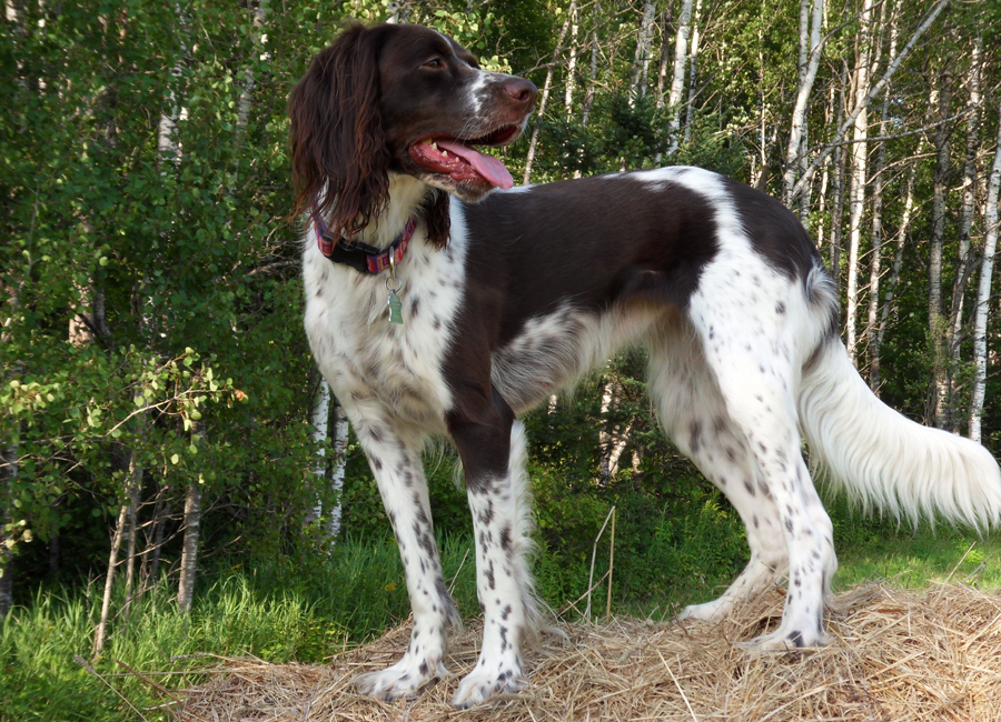 🐶 French Spaniel - Dog Breed Information, Photo, Care, History - Fello.pet