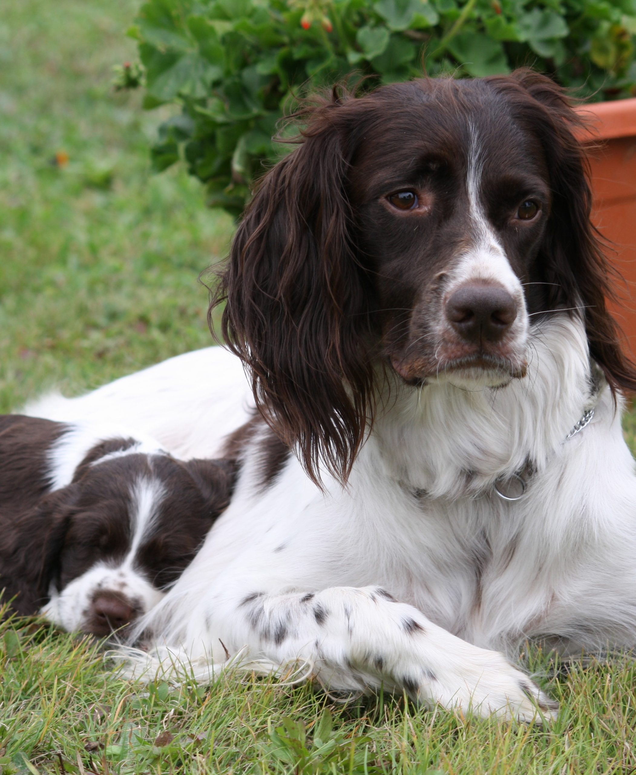French Spaniel - Dog Breed Information, Photo, Care, History - Fello.pet