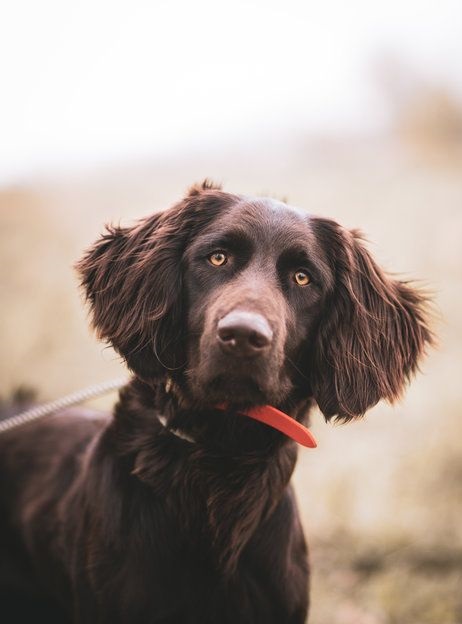 German Longhaired Pointer - Dog Breed Information, Photo, Care, History ...