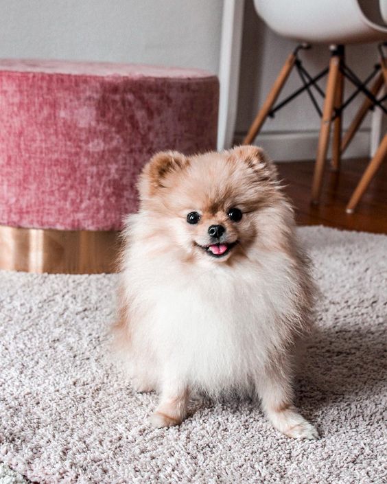 🐶 German Spitz - Dog Breed Information, Photo, Care, History - Fello.pet