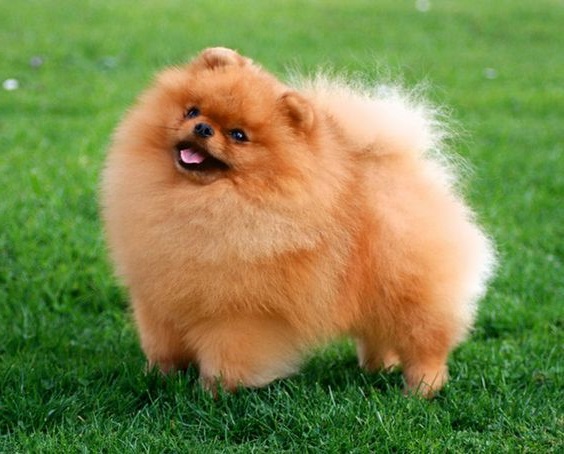 🐶 German Spitz - Dog Breed Information, Photo, Care, History - Fello.pet