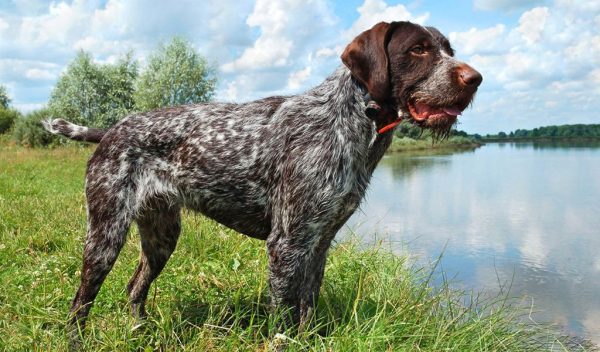 German Wirehaired Pointer - Dog Breed Information, Photo, Care, History - Fello.pet