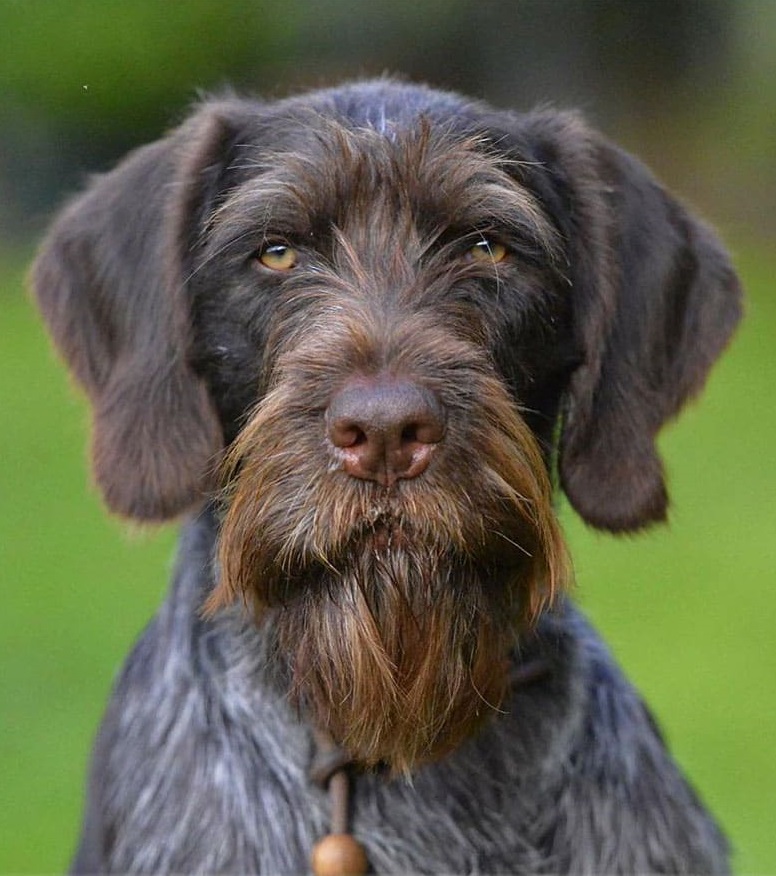 German Wirehaired Pointer - Dog Breed Information, Photo, Care, History - Fello.pet