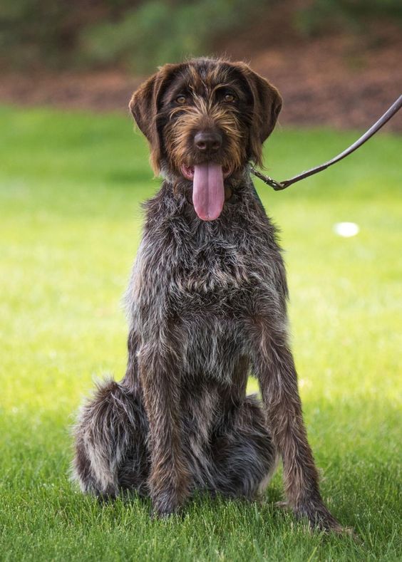 German Wirehaired Pointer - Dog Breed Information, Photo, Care, History - Fello.pet