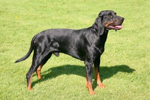 Gończy Polski - Dog Breed Information, Photo, Care, History - Fello.pet