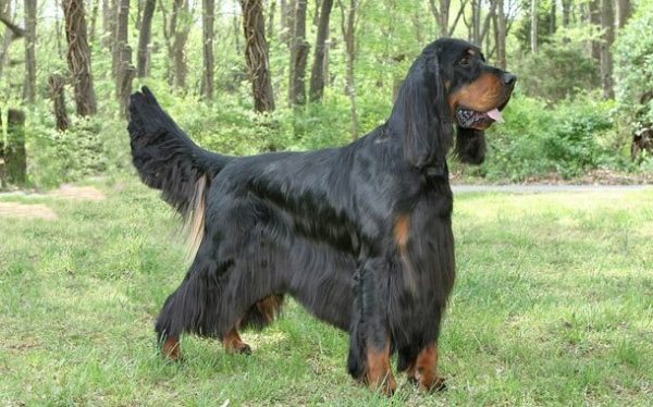 Gordon Setter - Dog Breed Information, Photo, Care, History - Fello.pet