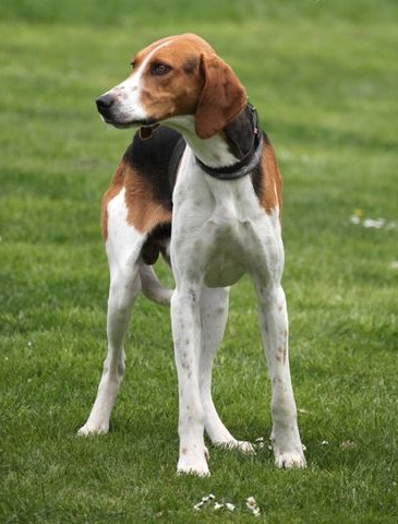 Grand Anglo-Français Tricolore - Dog Breed Information, Photo, Care ...