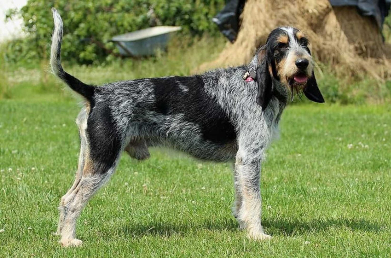 Griffon Bleu De Gascogne - Dog Breed Information, Photo, Care, History ...