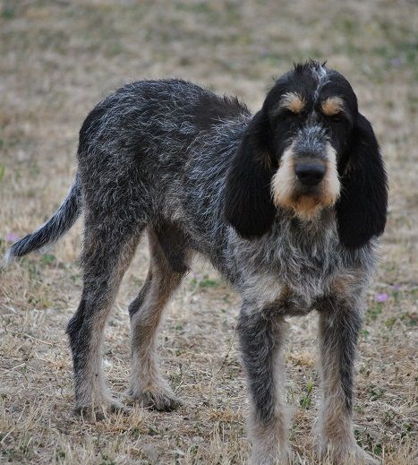 Griffon Bleu De Gascogne - Dog Breed Information, Photo, Care, History ...