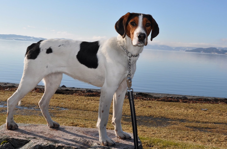 🐶 Halden Hound - Dog Breed Information, Photo, Care, History - Fello.pet