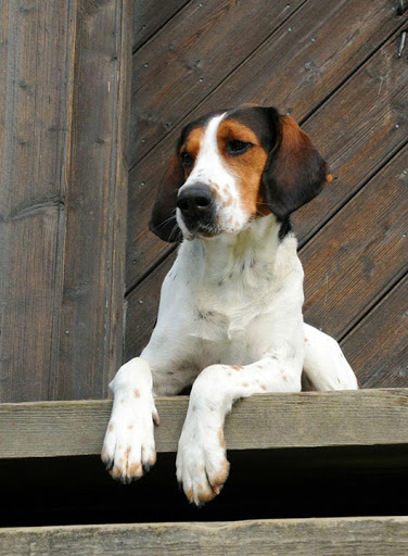 Halden Hound - Dog Breed Information, Photo, Care, History - Fello.pet