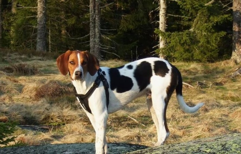 Halden Hound - Dog Breed Information, Photo, Care, History - Fello.pet