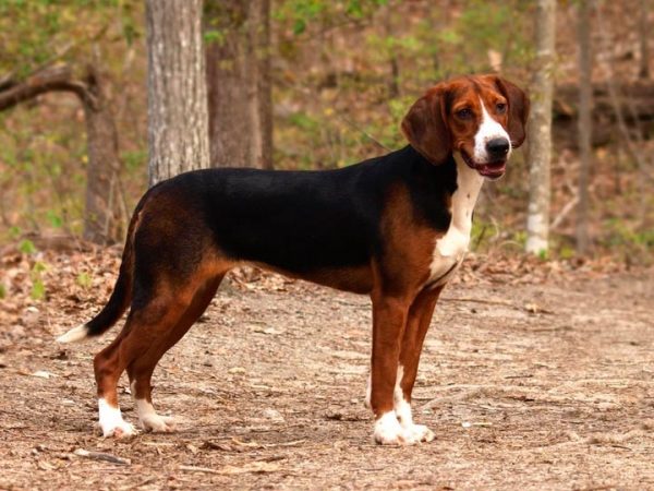Hamiltonstövare - Dog Breed Information, Photo, Care, History - Fello.pet