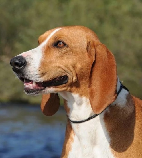 Are Hygen Hound Aggressive