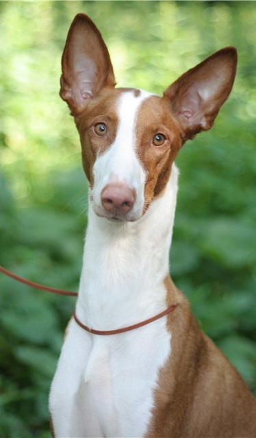 Ibizan Hound - Dog Breed Information, Photo, Care, History - Fello.pet