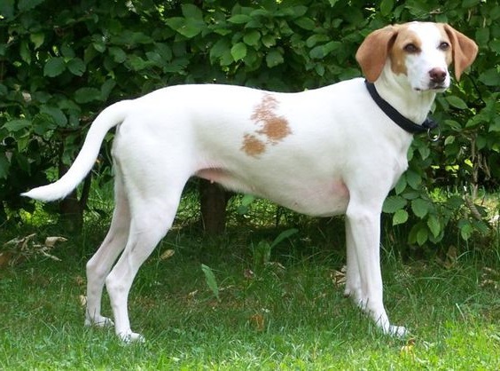 🐶 Istrian Short-haired Hound - Dog Breed Information, Photo, Care ...