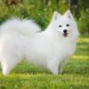 Barak - Dog Breed Information, Photo, Care, History - Fello.pet