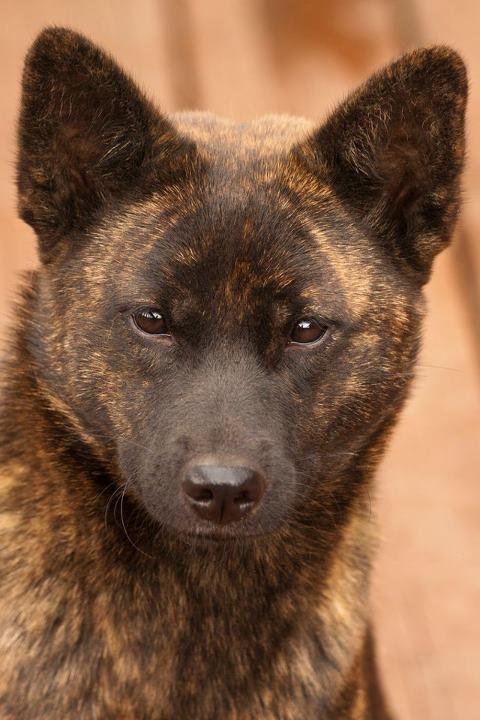 Kai Ken - Dog Breed Information, Photo, Care, History - Fello.pet