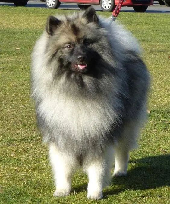 Keeshond - Dog Breed Information, Photo, Care, History - Fello.pet