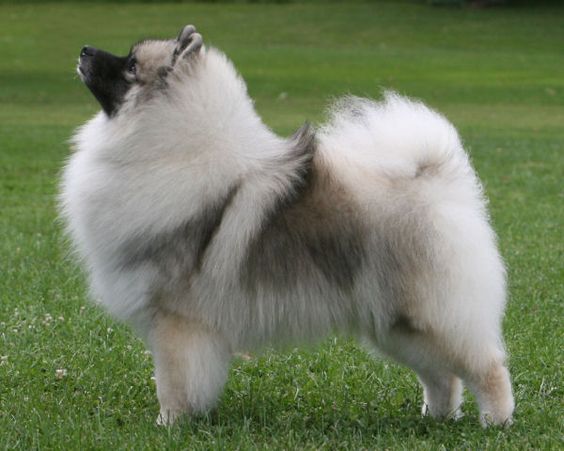 Keeshond - Dog Breed Information, Photo, Care, History - Fello.pet