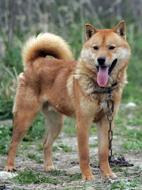 Korean Jindo - Dog Breed Information, Photo, Care, History - Fello.pet