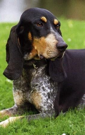 Lucerne Hound - Dog Breed Information, Photo, Care, History - Fello.pet