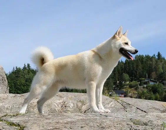 🐶 Norwegian Buhund - Dog Breed Information, Photo, Care, History ...