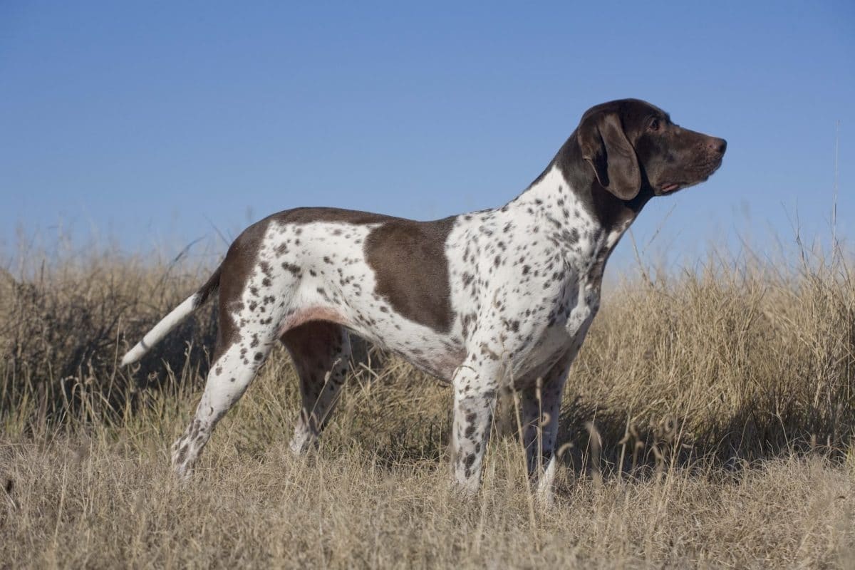 Old Danish Pointer - Dog Breed Information, Photo, Care, History ...