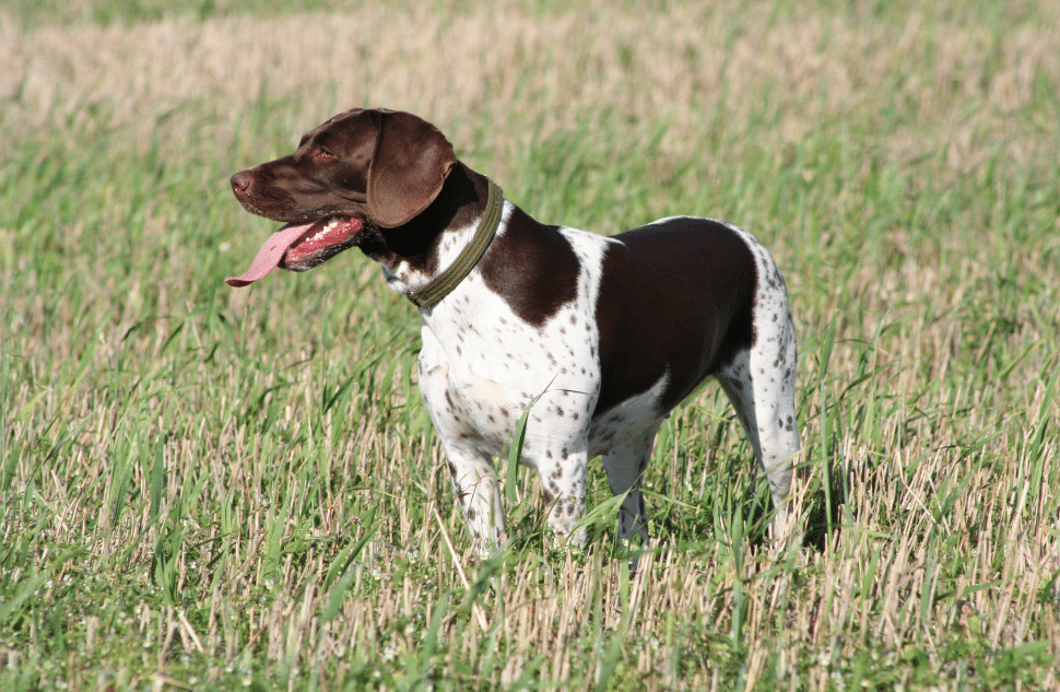 Old Danish Pointer - Dog Breed Information, Photo, Care, History ...