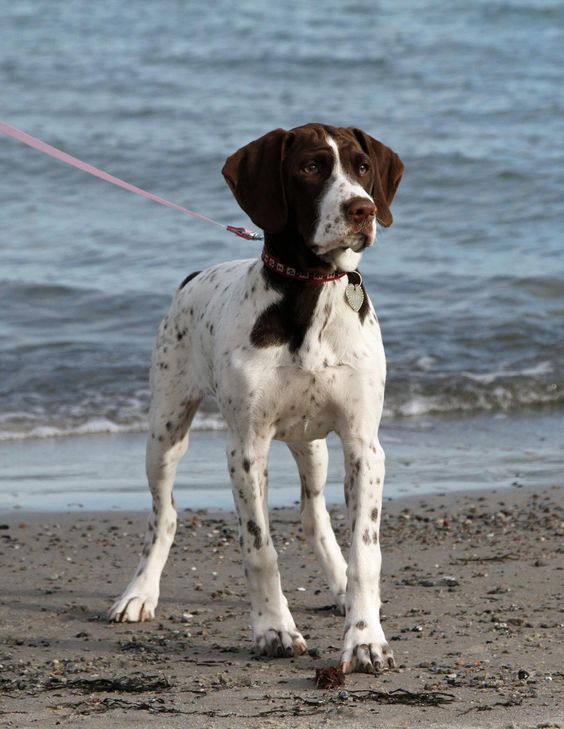 Old Danish Pointer - Dog Breed Information, Photo, Care, History ...