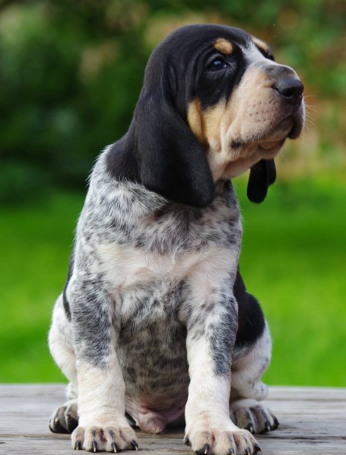 🐶 Petit Bleu De Gascogne - Dog Breed Information, Photo, Care, History ...