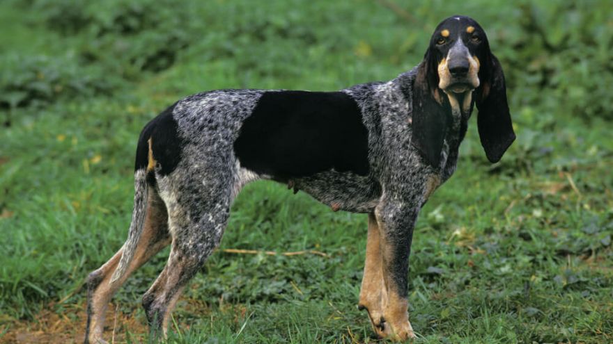 Petit Gascon Saintongeois - Dog Breed Information, Photo, Care, History ...