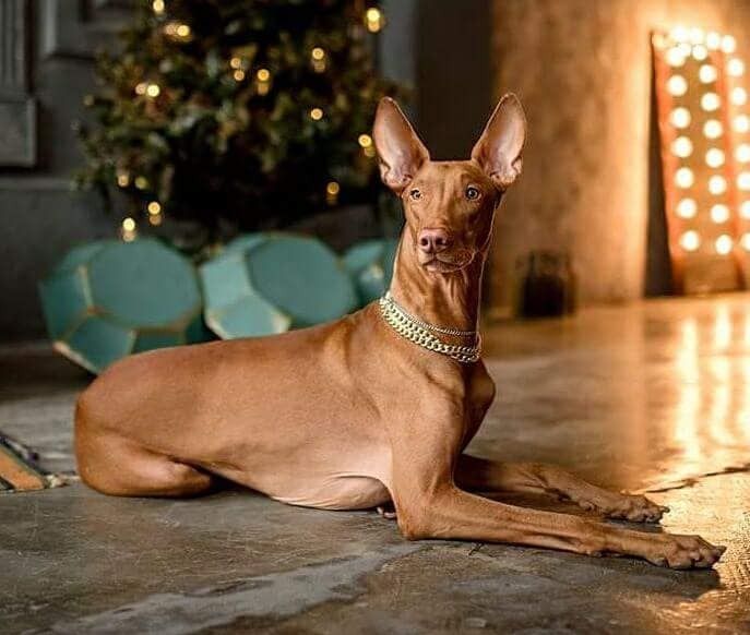 🐶 Pharaoh Hound - Dog Breed Information, Photo, Care, History - Fello.pet