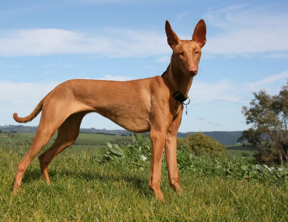 Podenco Canario - Dog Breed Information, Photo, Care, History - Fello.pet